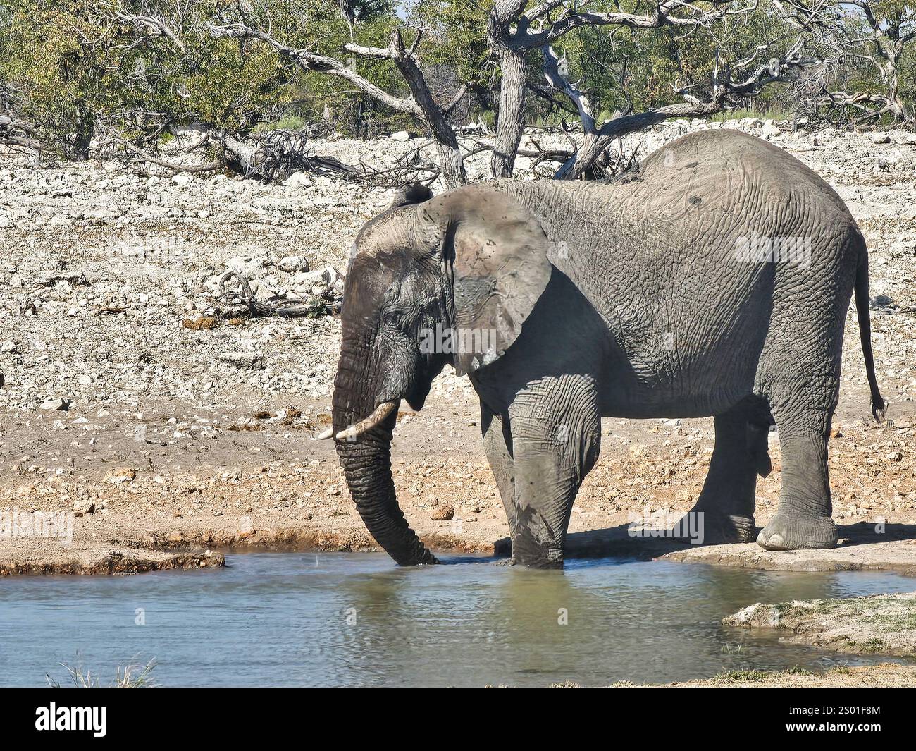 Desert-adapted elephant(s) of the Namib Desert in Namibia, Africa Stock ...
