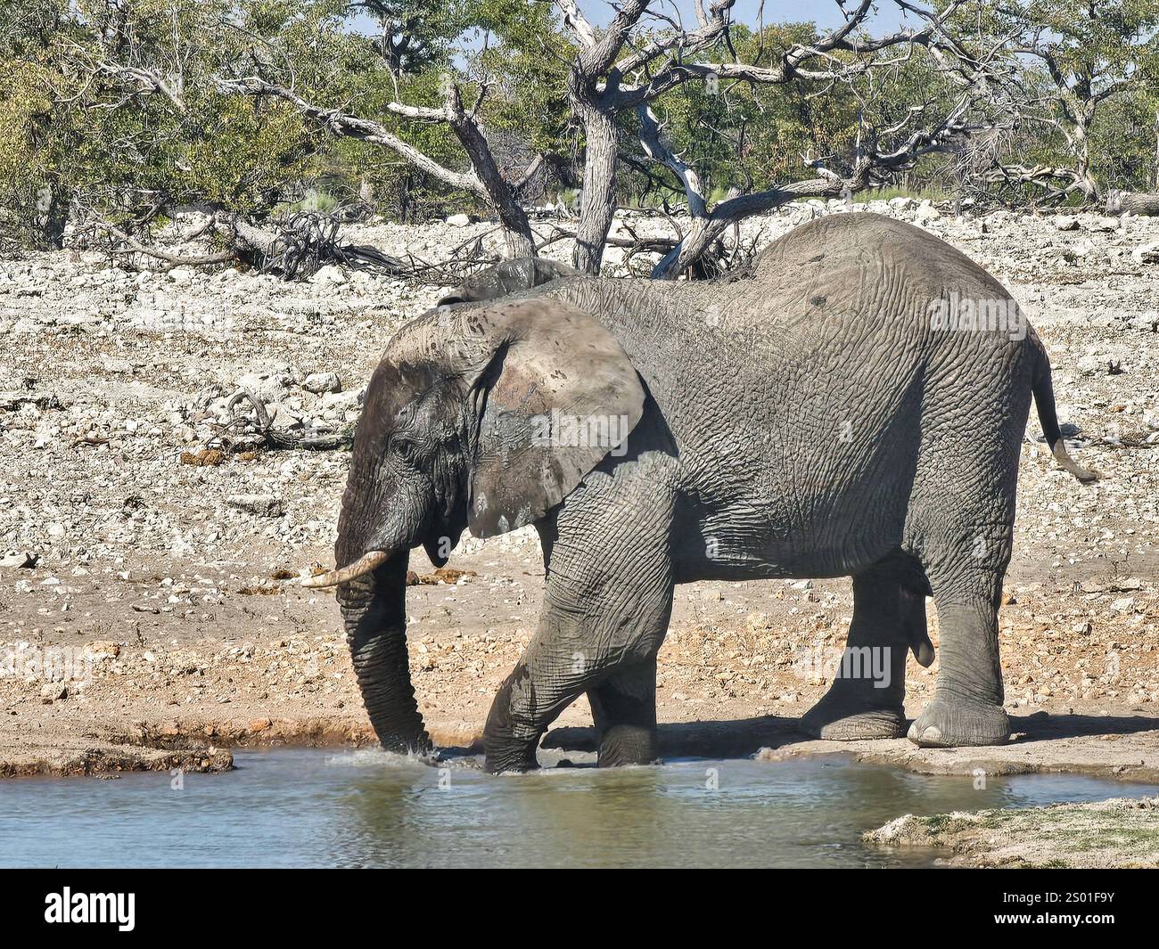 Desert-adapted elephant(s) of the Namib Desert in Namibia, Africa Stock ...