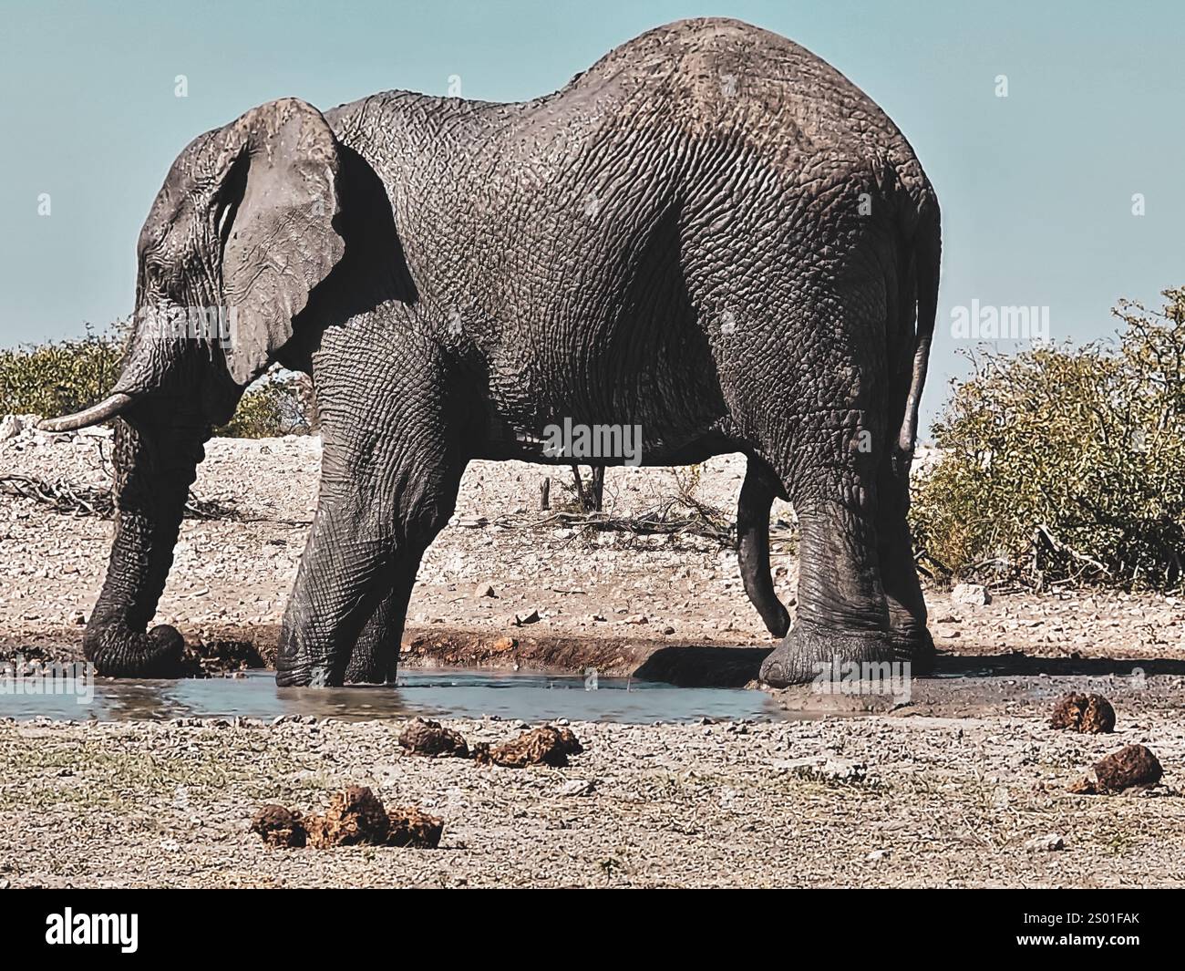 Desert-adapted elephant(s) of the Namib Desert in Namibia, Africa Stock ...