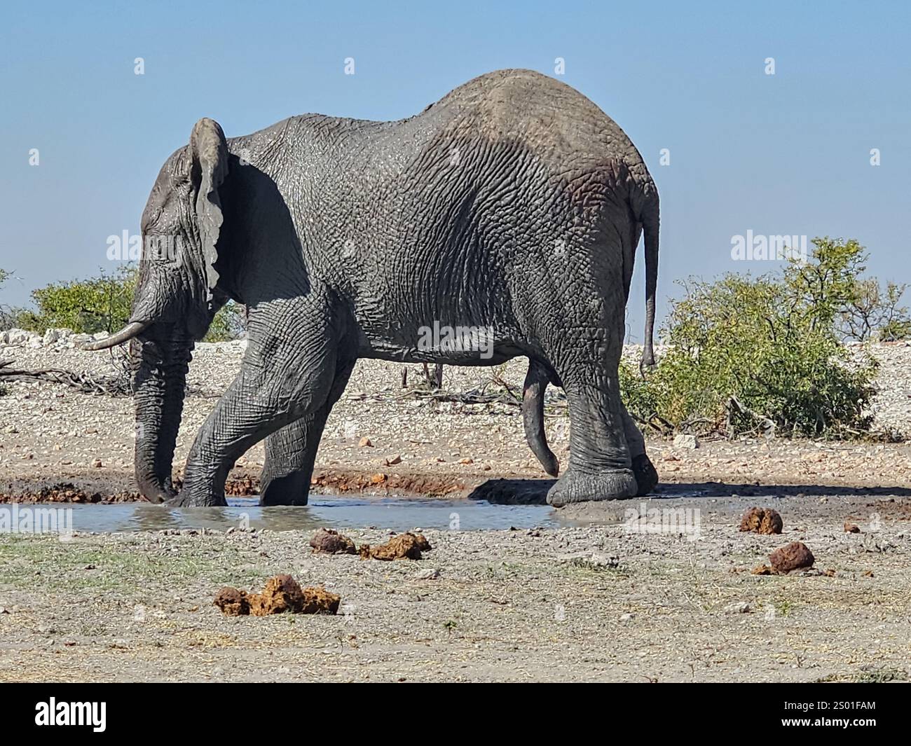Desert-adapted elephant(s) of the Namib Desert in Namibia, Africa Stock ...