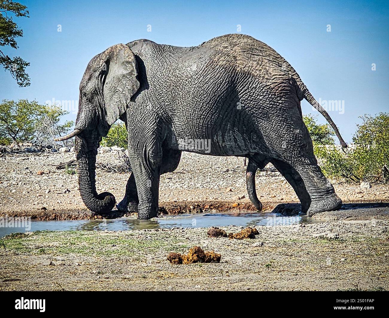 Desert-adapted elephant(s) of the Namib Desert in Namibia, Africa Stock ...