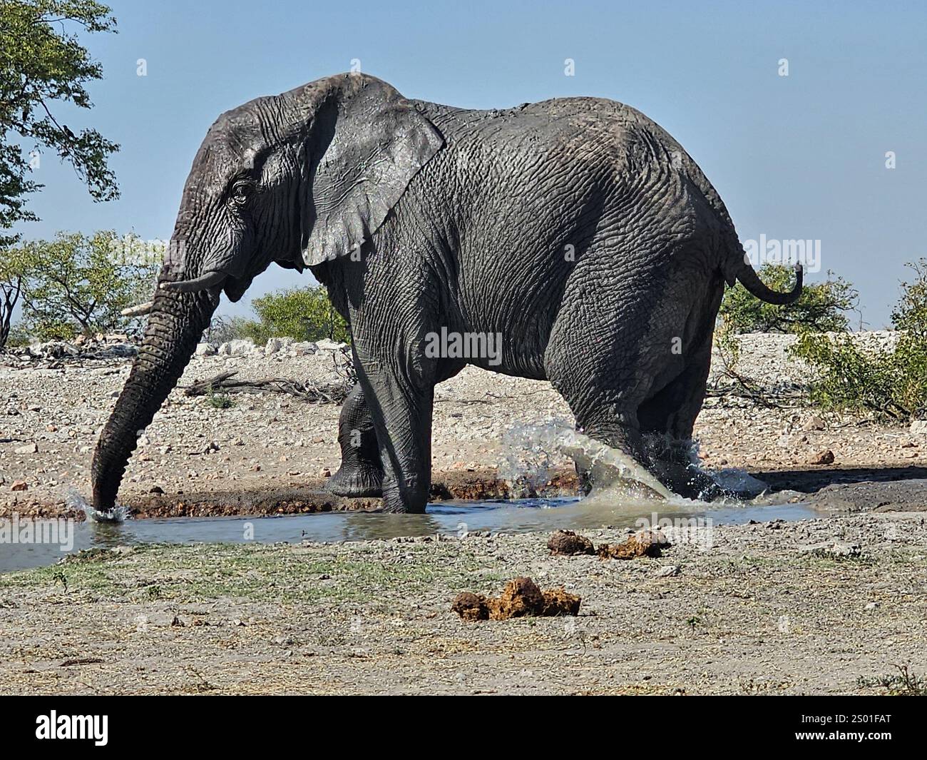Desert-adapted elephant(s) of the Namib Desert in Namibia, Africa Stock ...