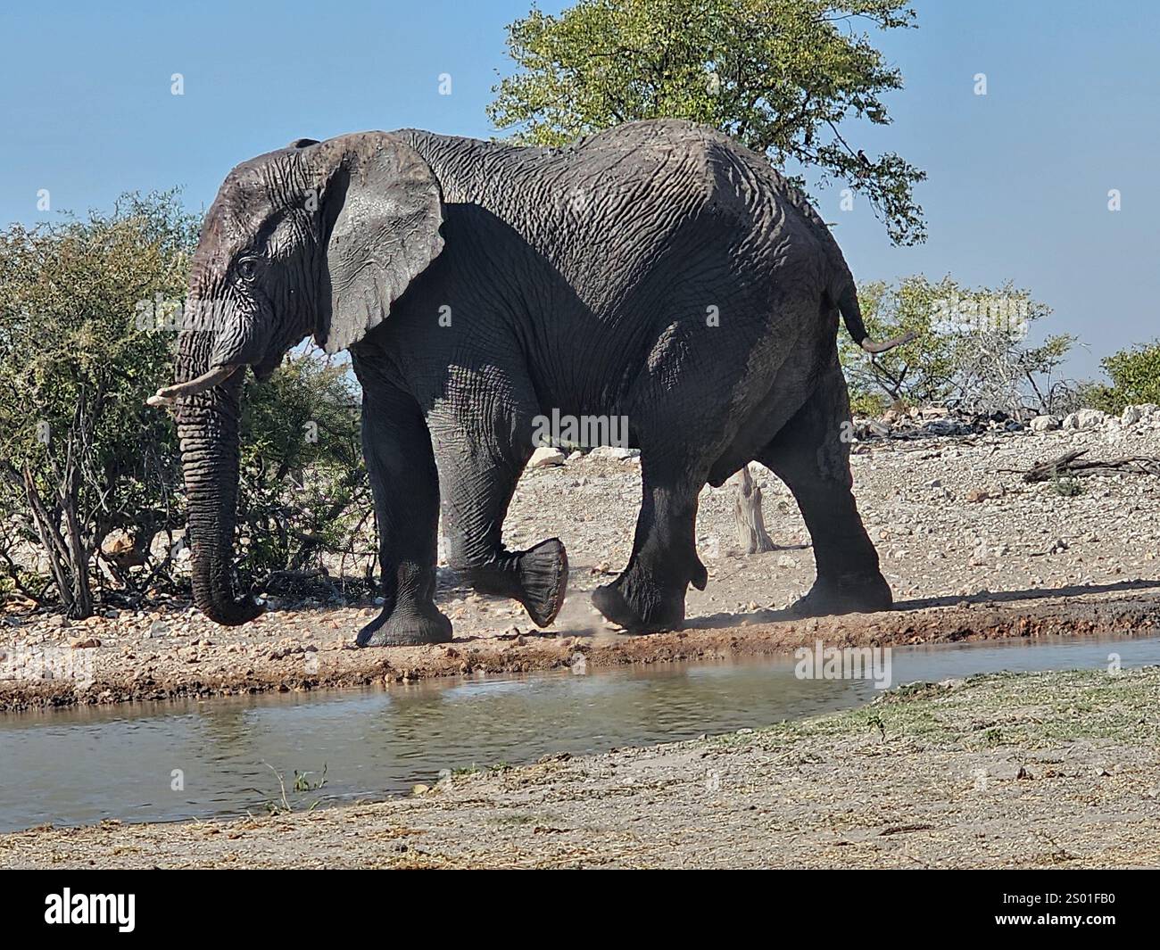 Desert-adapted elephant(s) of the Namib Desert in Namibia, Africa Stock ...