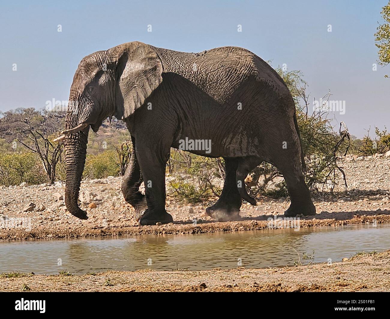 Desert-adapted elephant(s) of the Namib Desert in Namibia, Africa Stock ...
