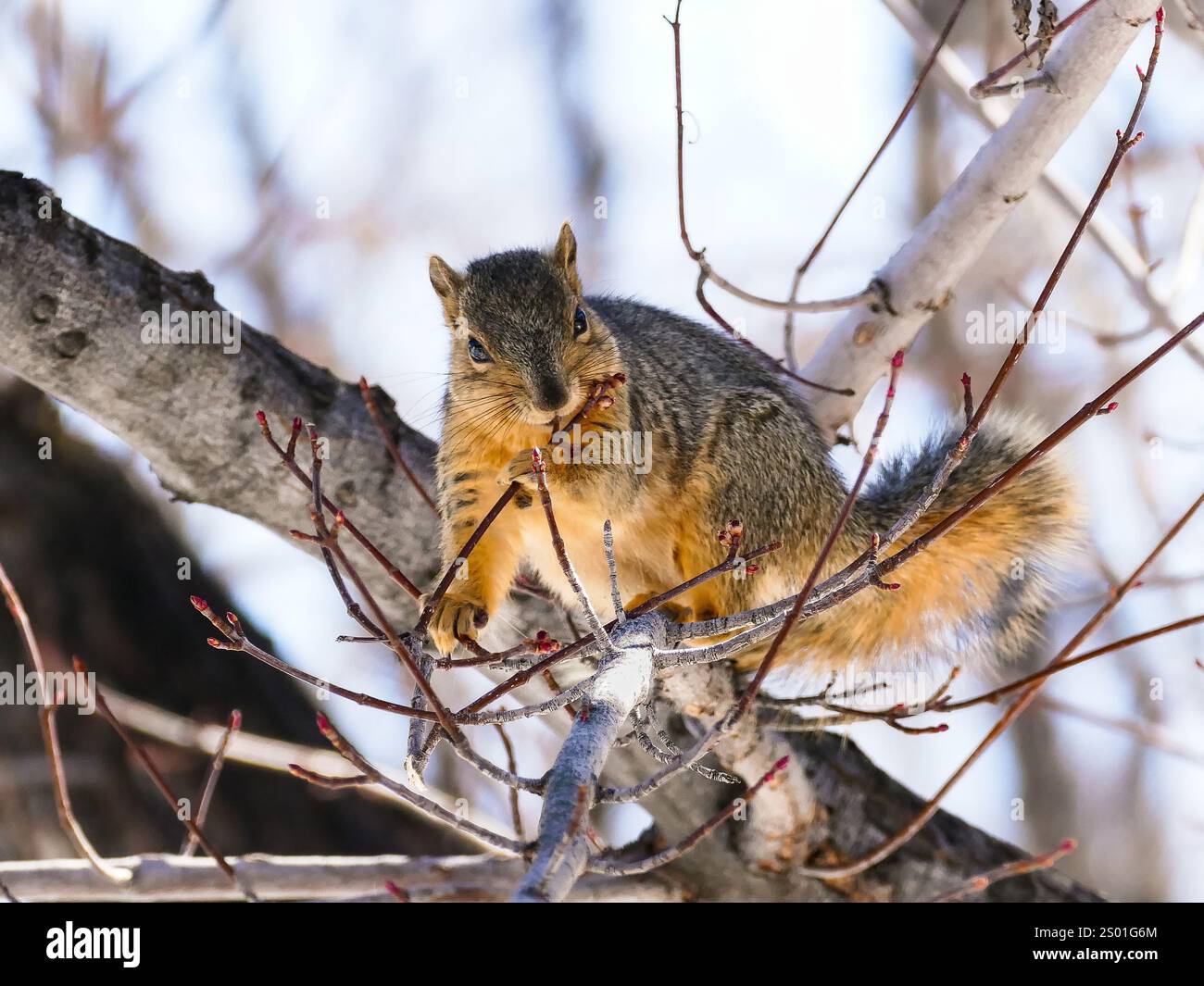 A Squirrel eating the budding branches of a Silver Maple Tree in the ...