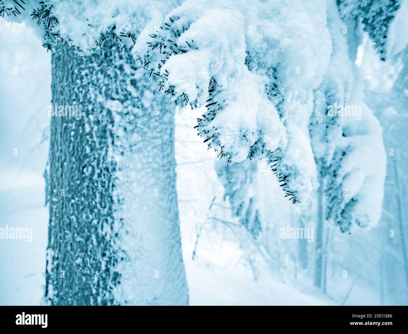 Snow in forest Stock Photo - Alamy