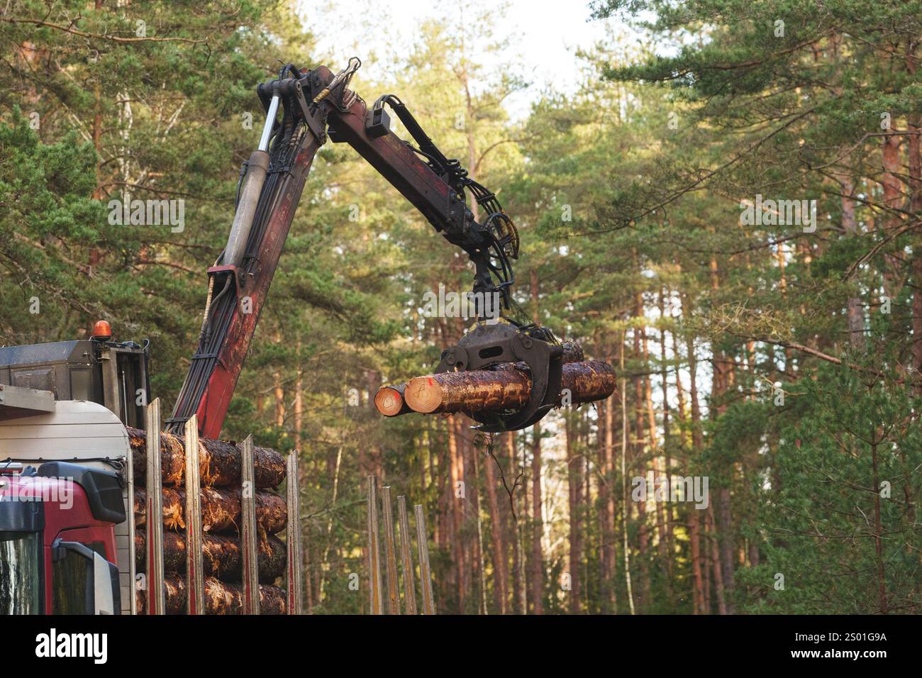 Heavy machinery loads logs onto a truck in a partially cleared forest ...
