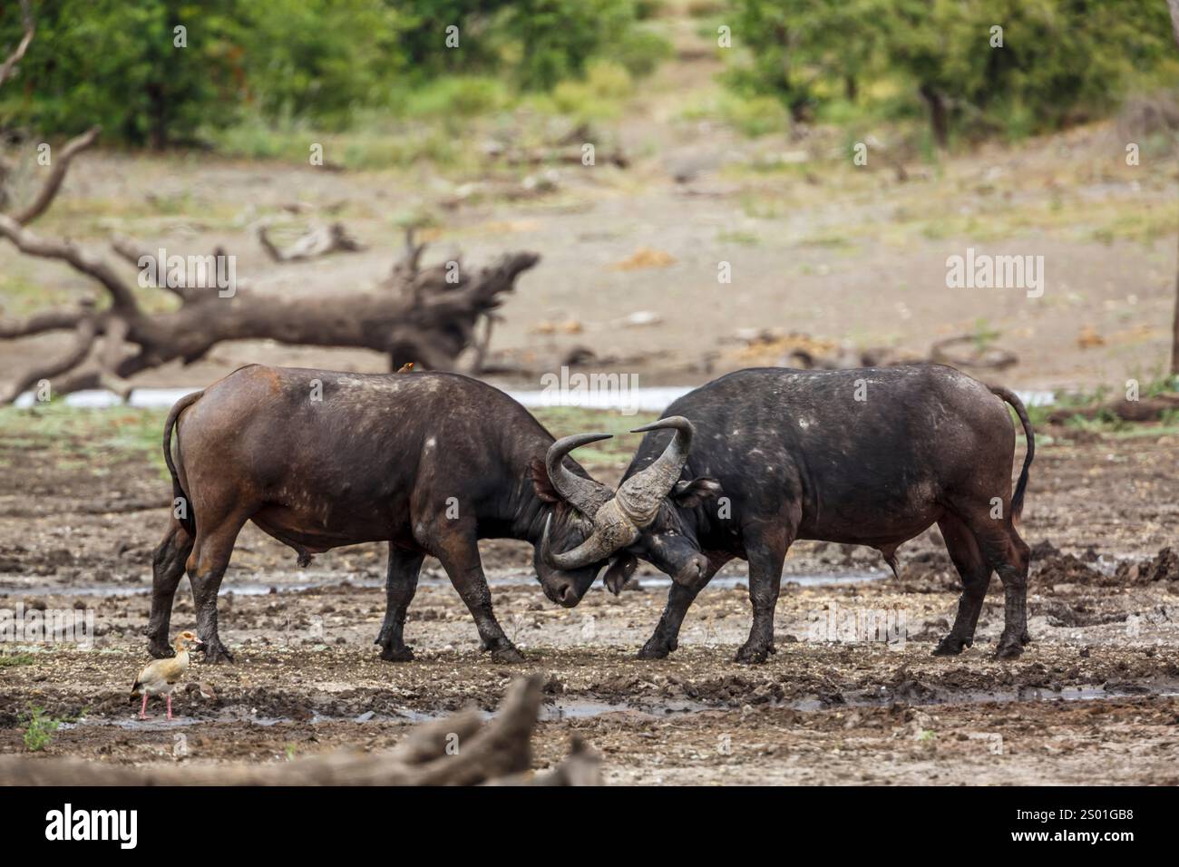 Two African buffalo bulls fight in Kruger National park, South Africa ...