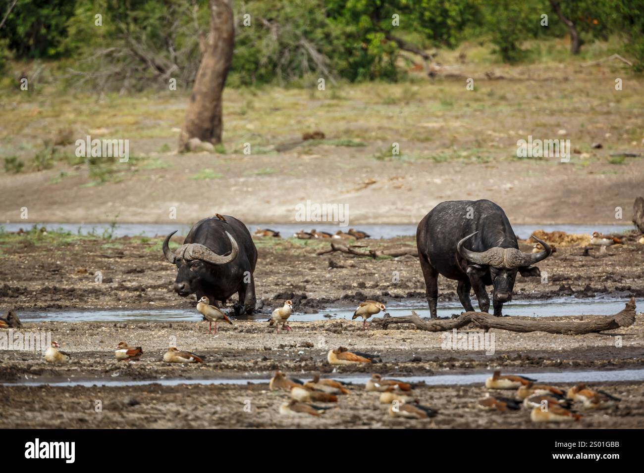 Two African buffalos walking front view in lake side in Kruger National ...