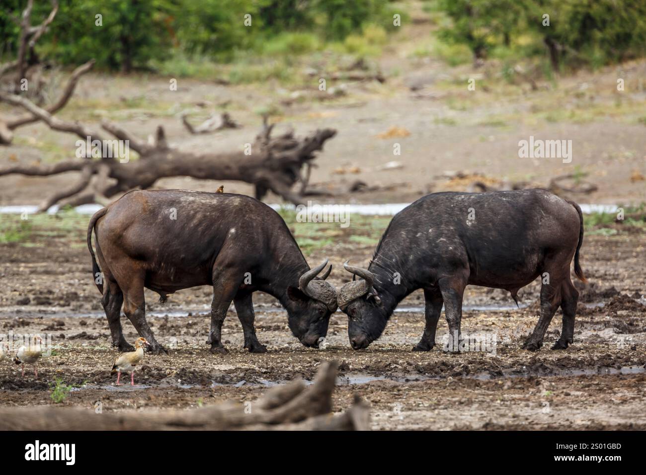 Two African buffalo bulls fight in Kruger National park, South Africa ...