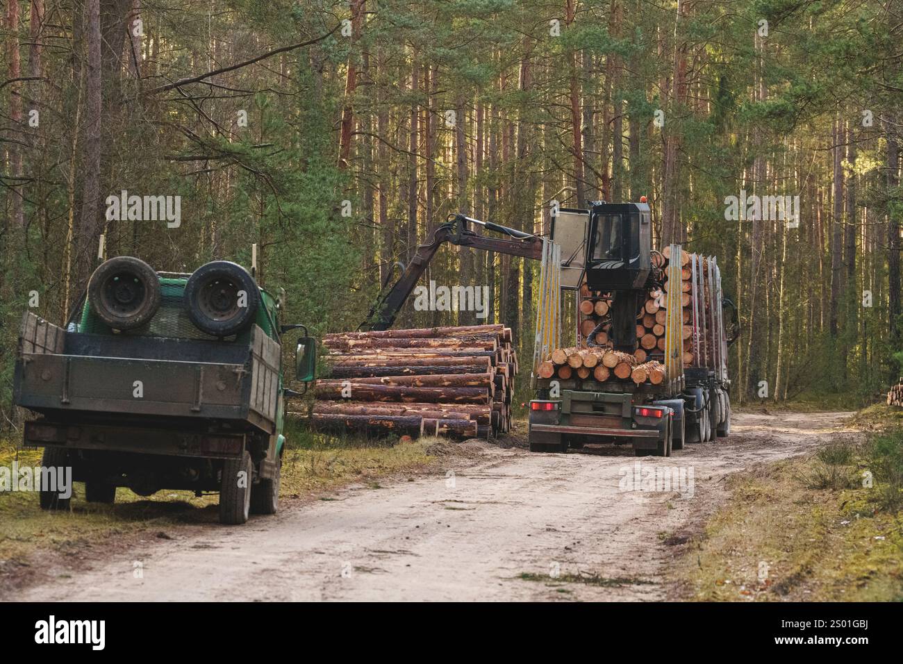 Logging scene. Truck with logs. Trees cut down. Impact on nature. Wood ...
