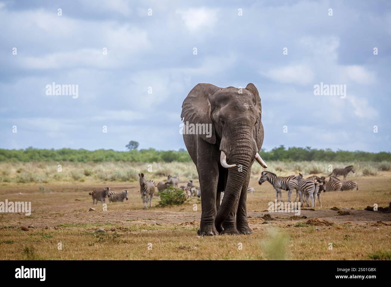 African bush elephant giant bull in lowland in Kruger National park ...