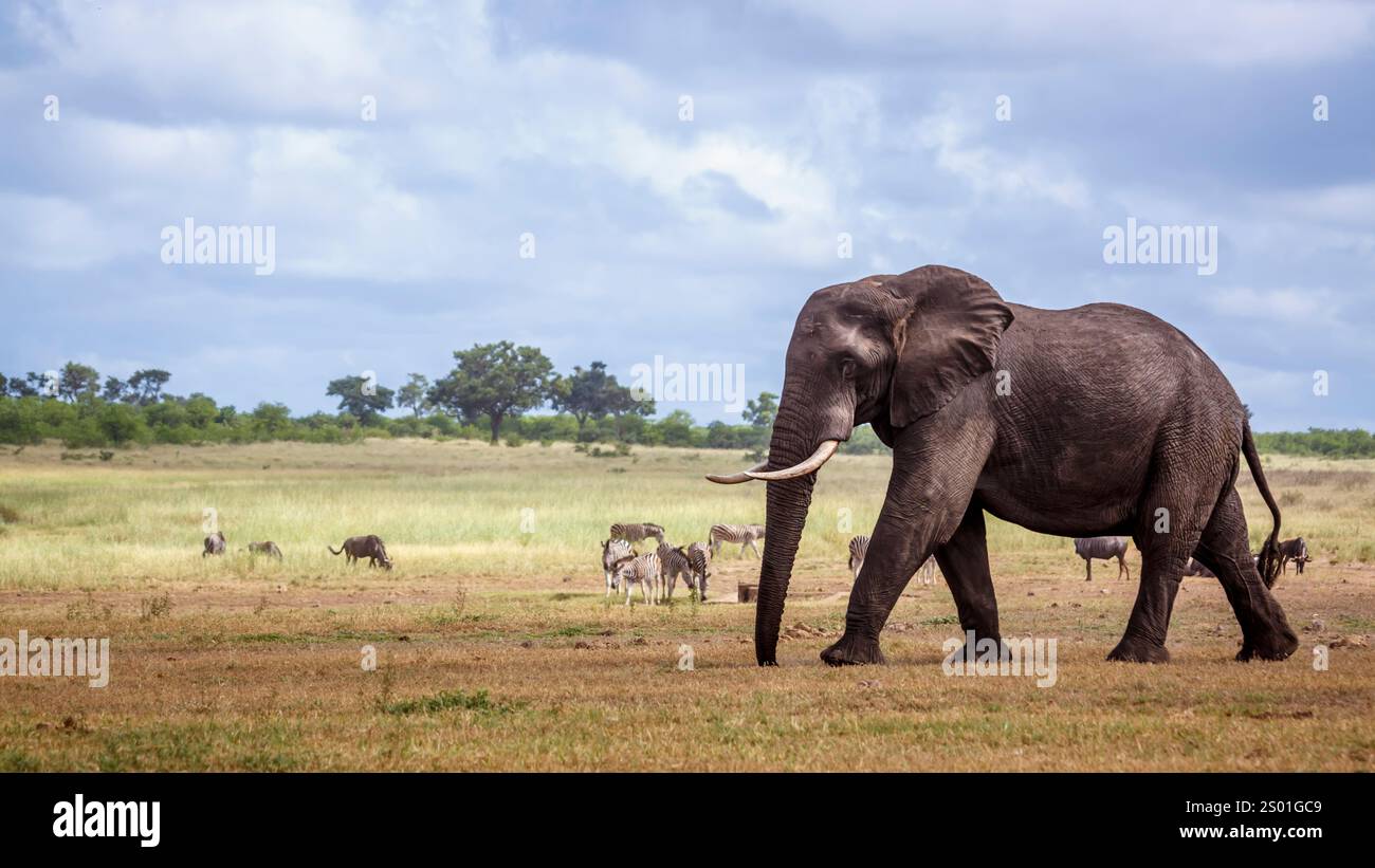 Giant African bush elephant walking in lowland in Kruger National park ...