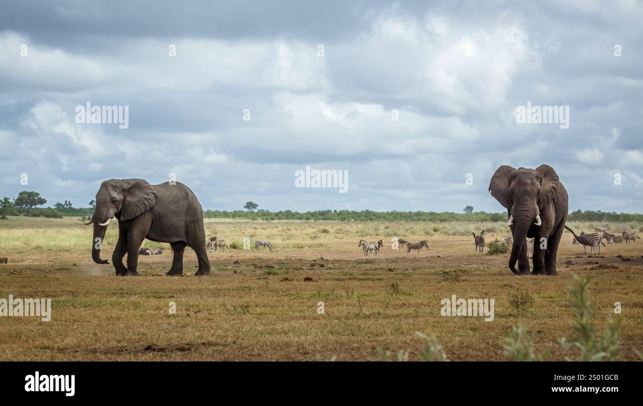 Two majestic African bush elephants bulls in lowland in Kruger National ...