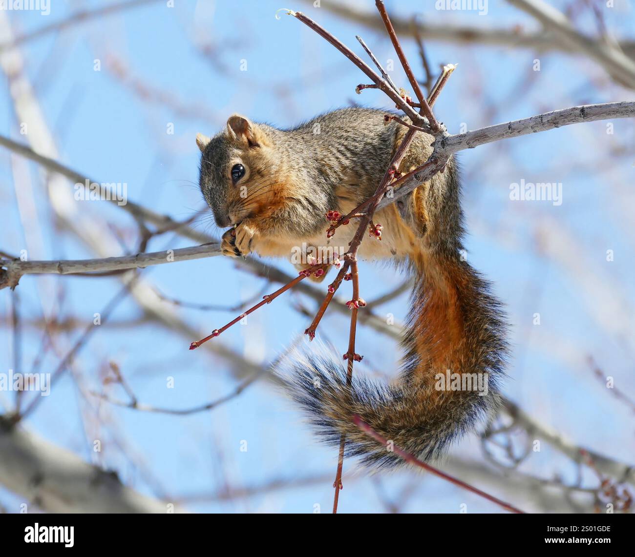 A cute Squirrel with a long fluffy tail eating the budding branch of a ...