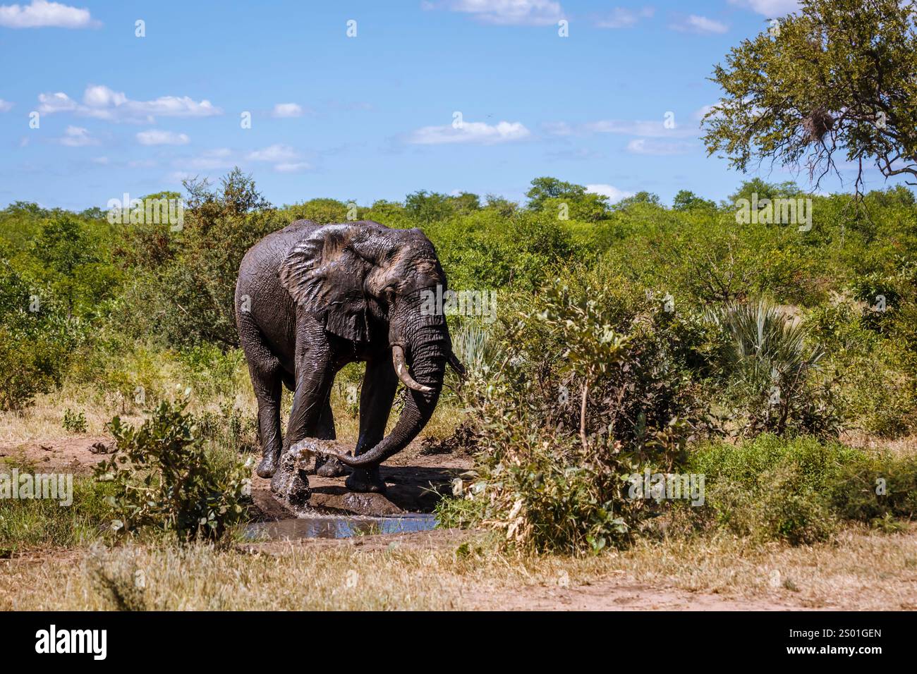 African bush elephant spraying mud from waterhole in Kruger National ...
