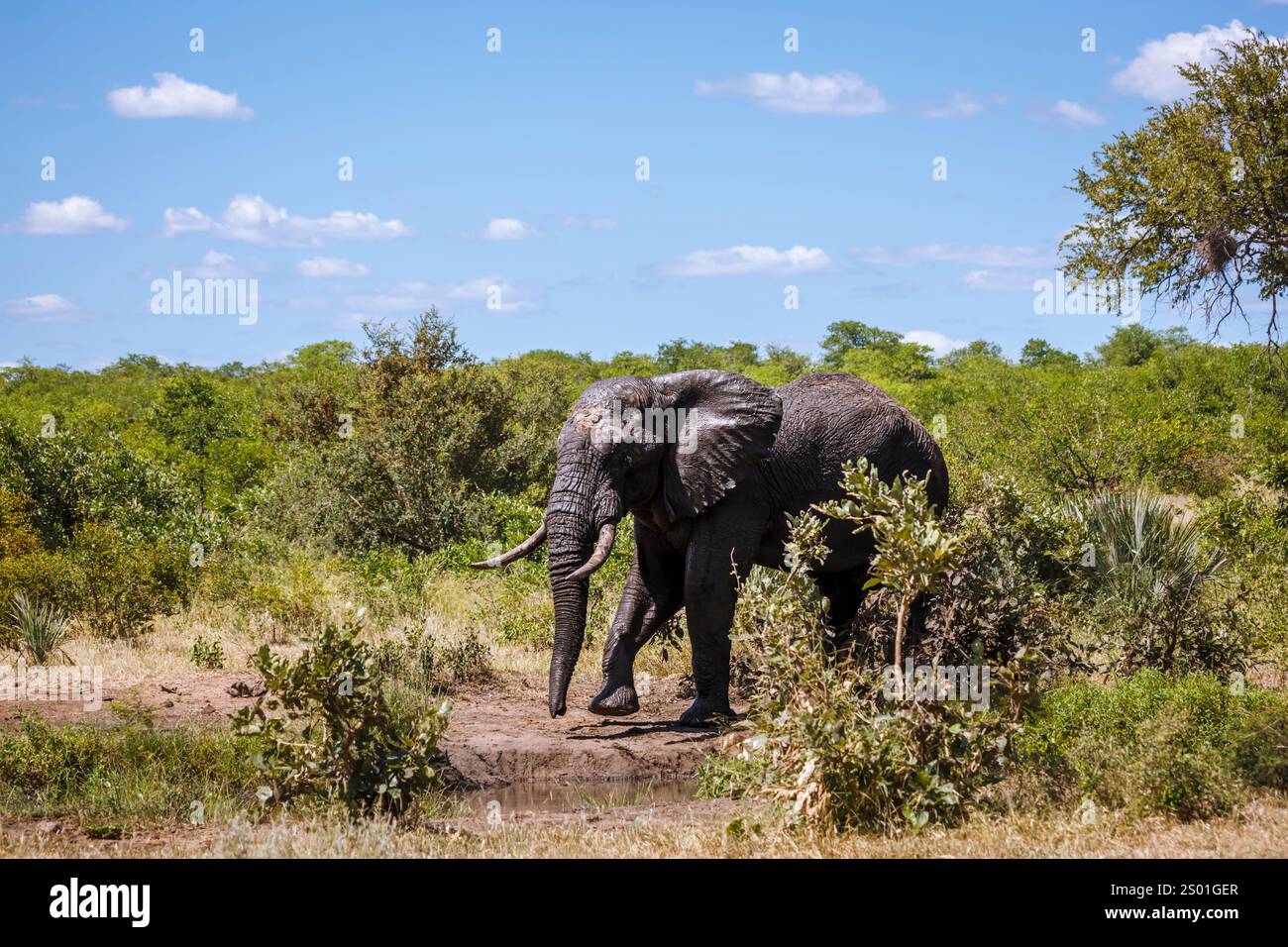 African bush elephant spraying mud from waterhole in Kruger National ...