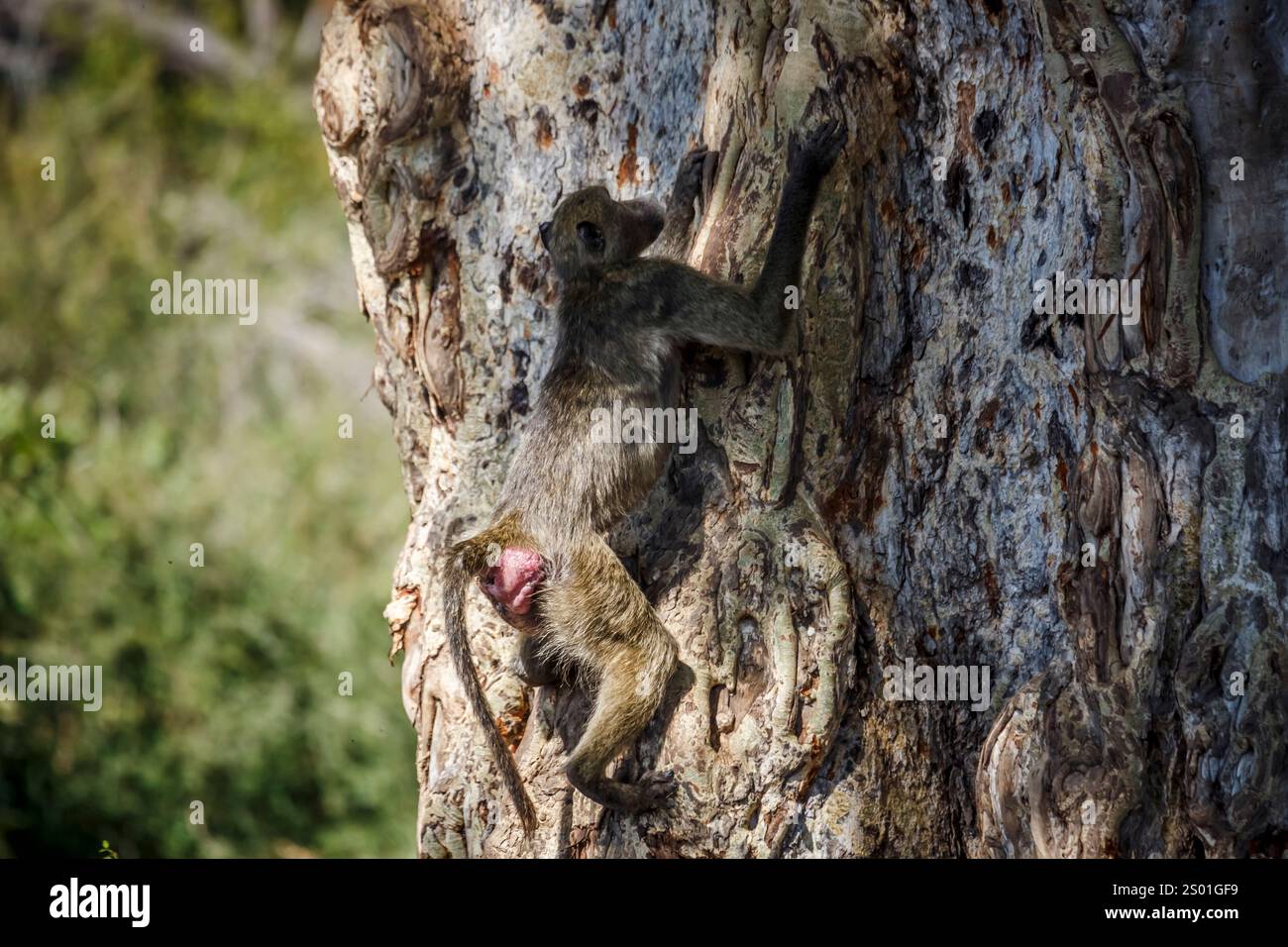 Chacma baboon climbing a tree with nice bark in Kruger National park ...