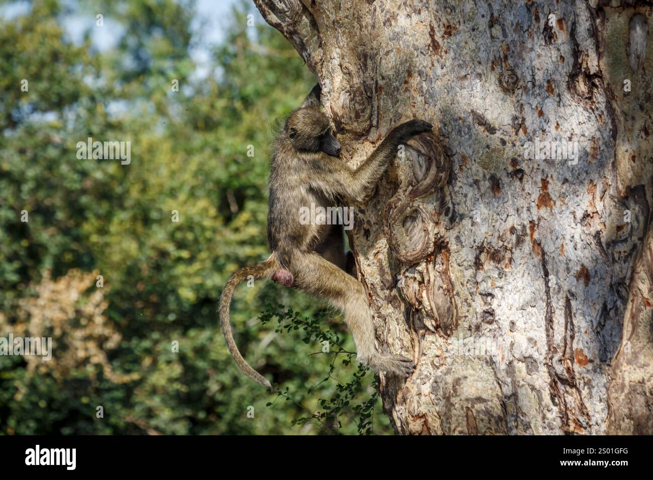 Chacma baboon climbing a tree with nice bark in Kruger National park ...