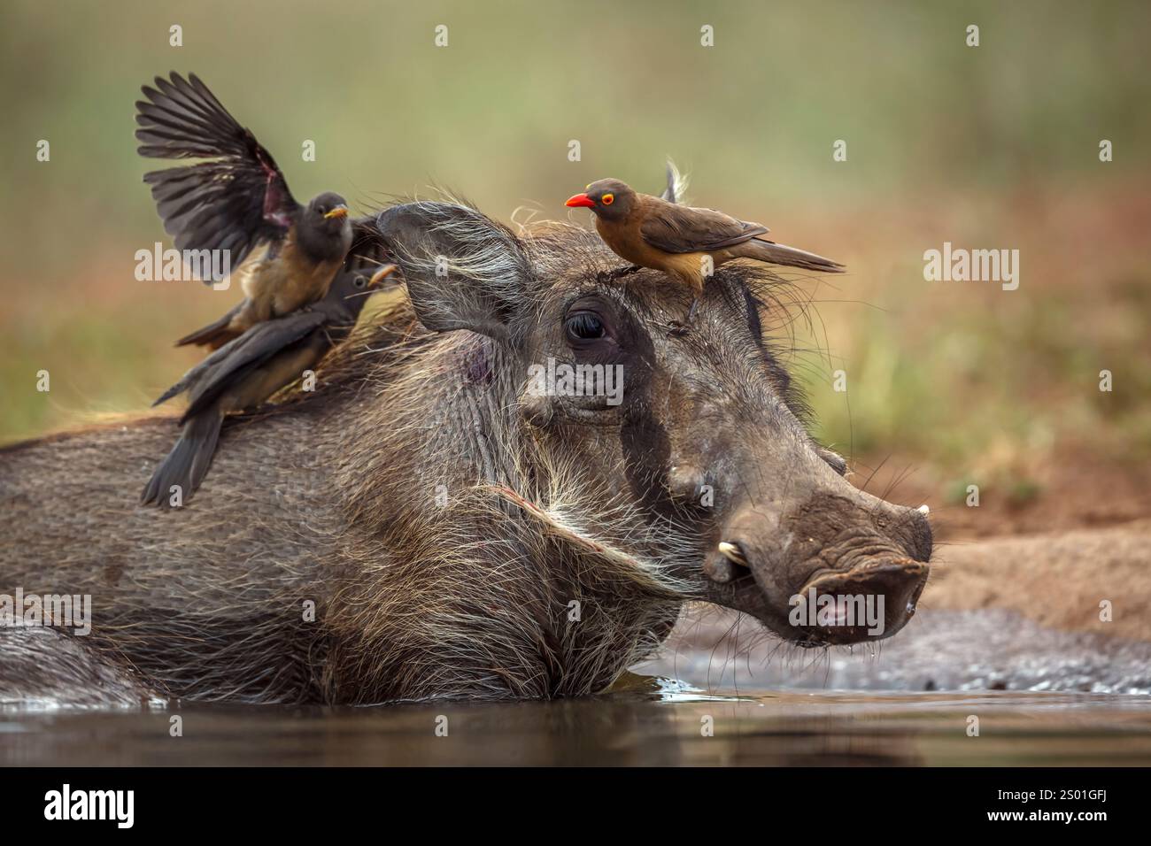 Common warthog portrait with oxpecker on the head in Kruger National ...