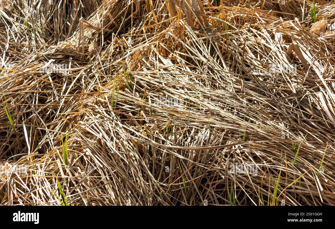 straw, dry straw texture background, vintage style for design Stock ...