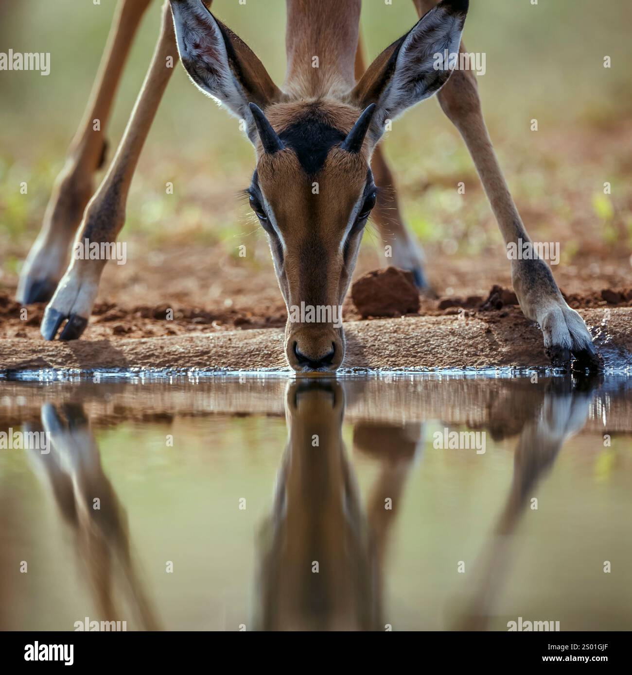 Common Impala portrait drinking with reflection in Kruger National park, South Africa ; Specie ...