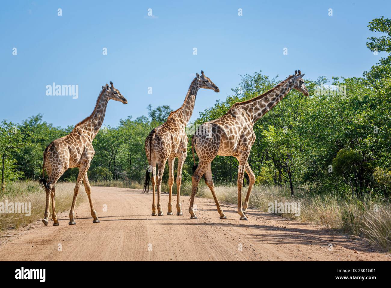 Three Giraffes on safari road in Kruger National park, South Africa ...