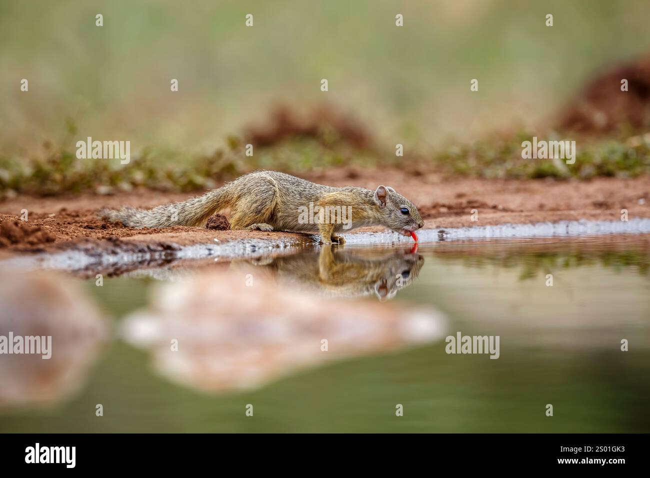Smith bush squirrel drinking in waterhole with reflection in Kruger ...