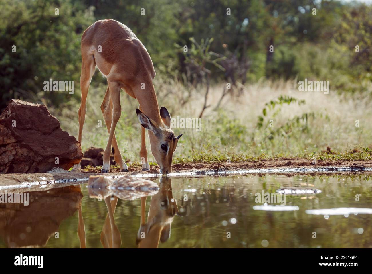 Common Impala young male drinking in waterhole in Kruger National park ...