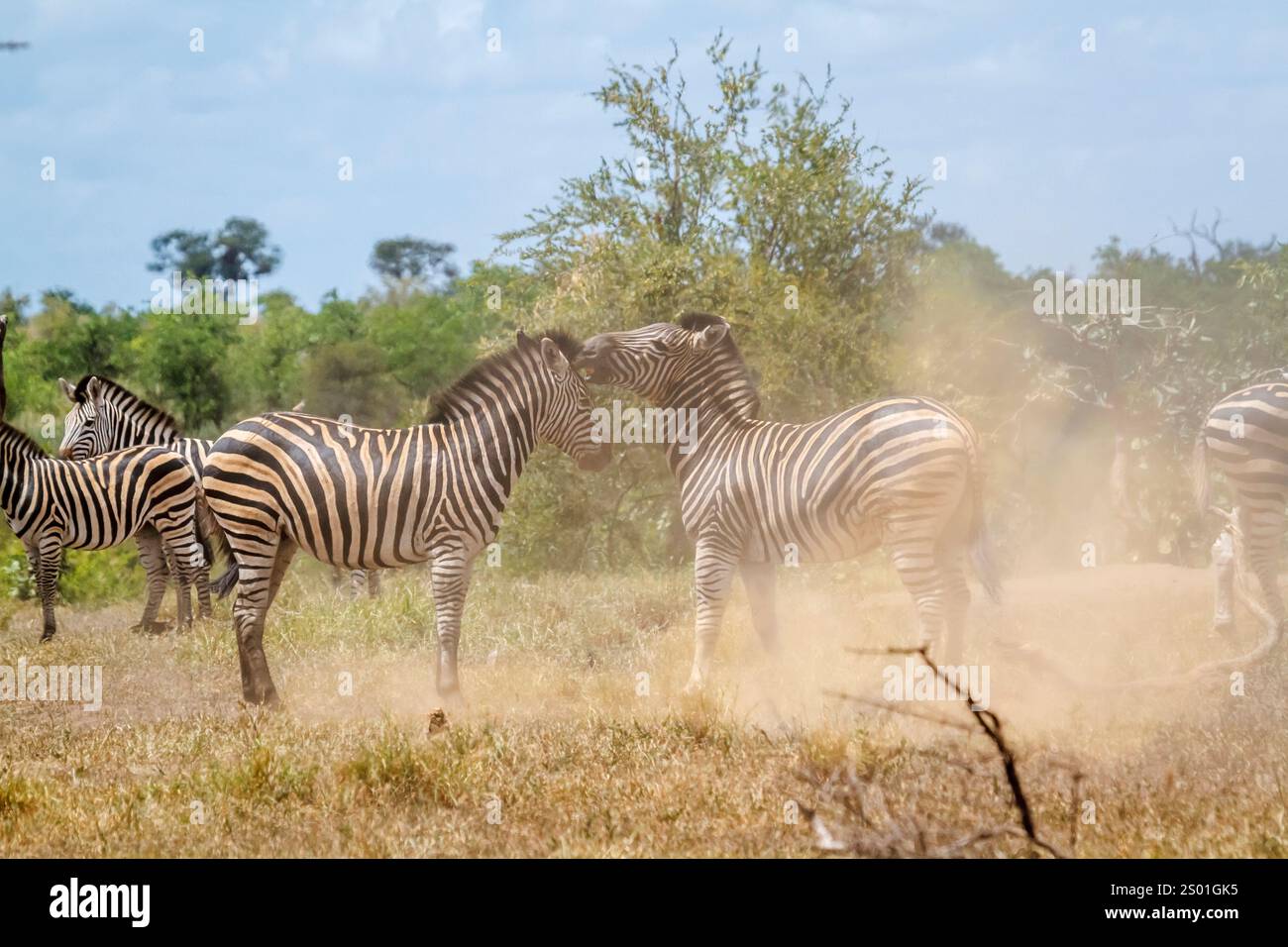 Two Plains zebras fighting in Kruger National park, South Africa ...