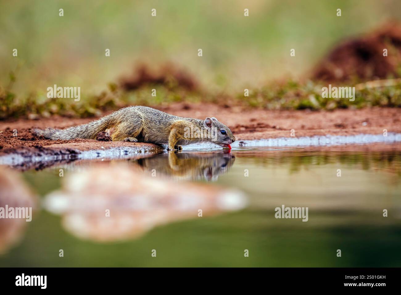 Smith bush squirrel drinking in waterhole with reflection in Kruger ...