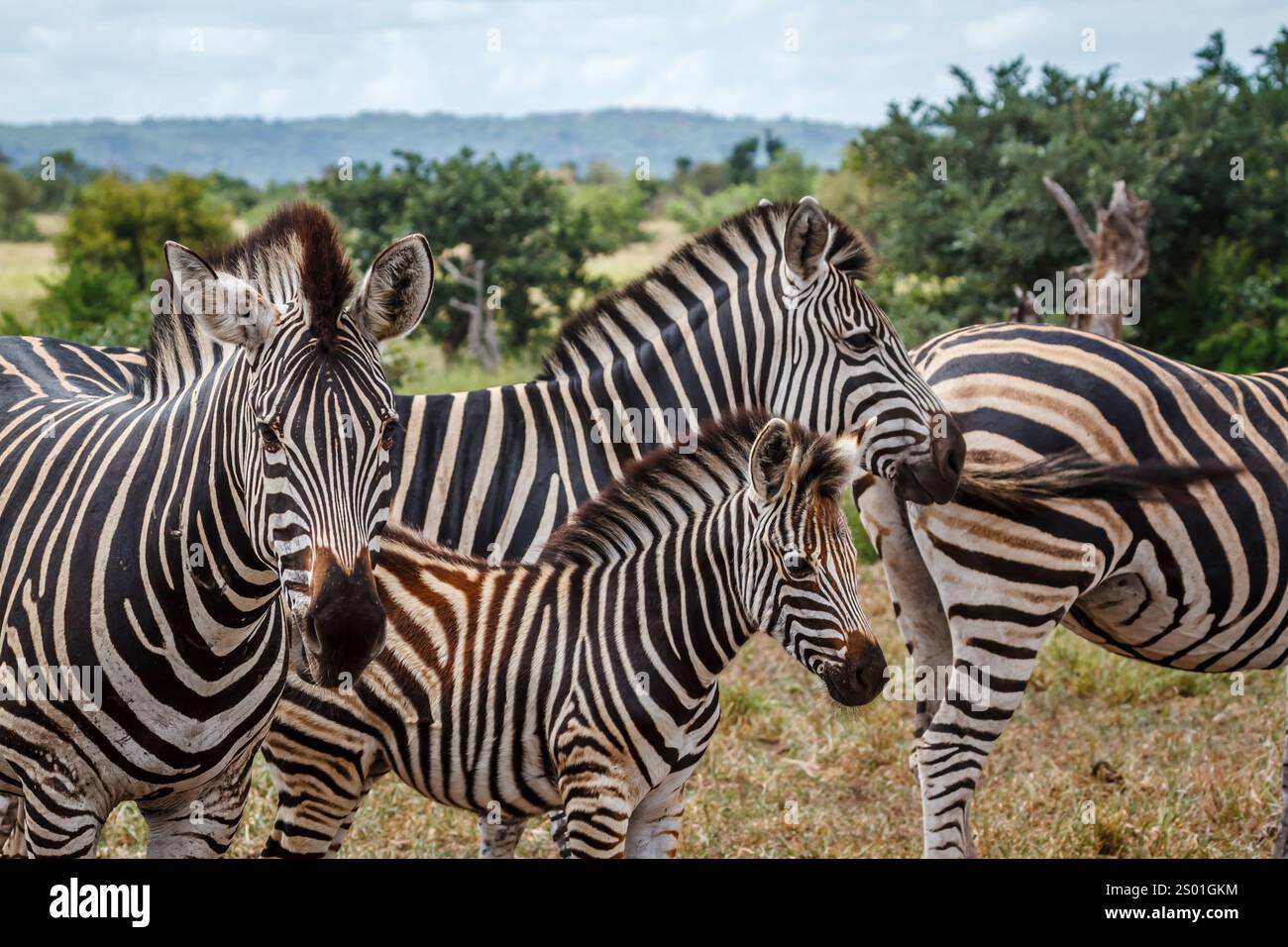 Plains zebra calf protected by adultes in Kruger National park, South ...