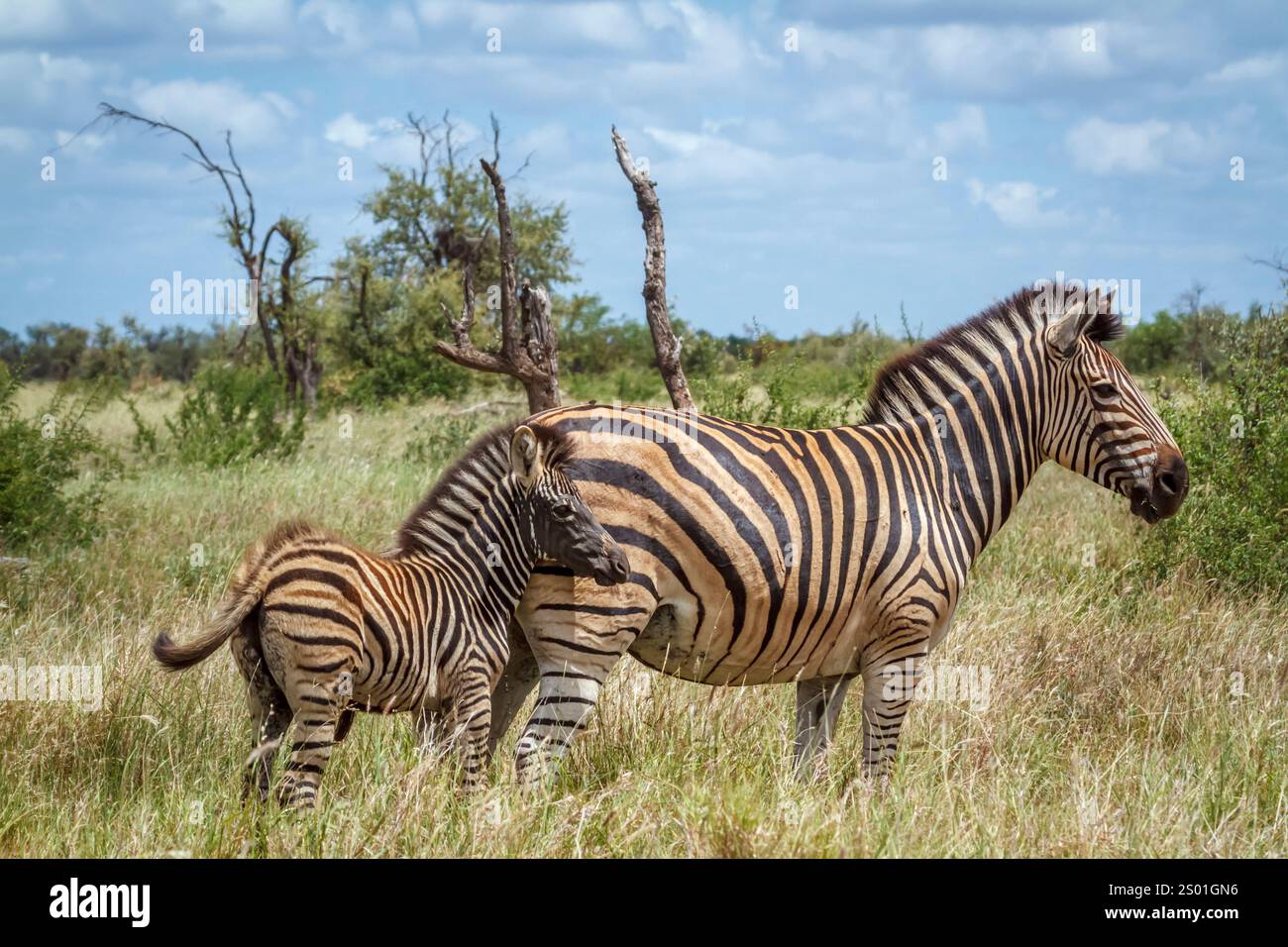 Plains zebra baby animal with mother in Kruger National park, South ...