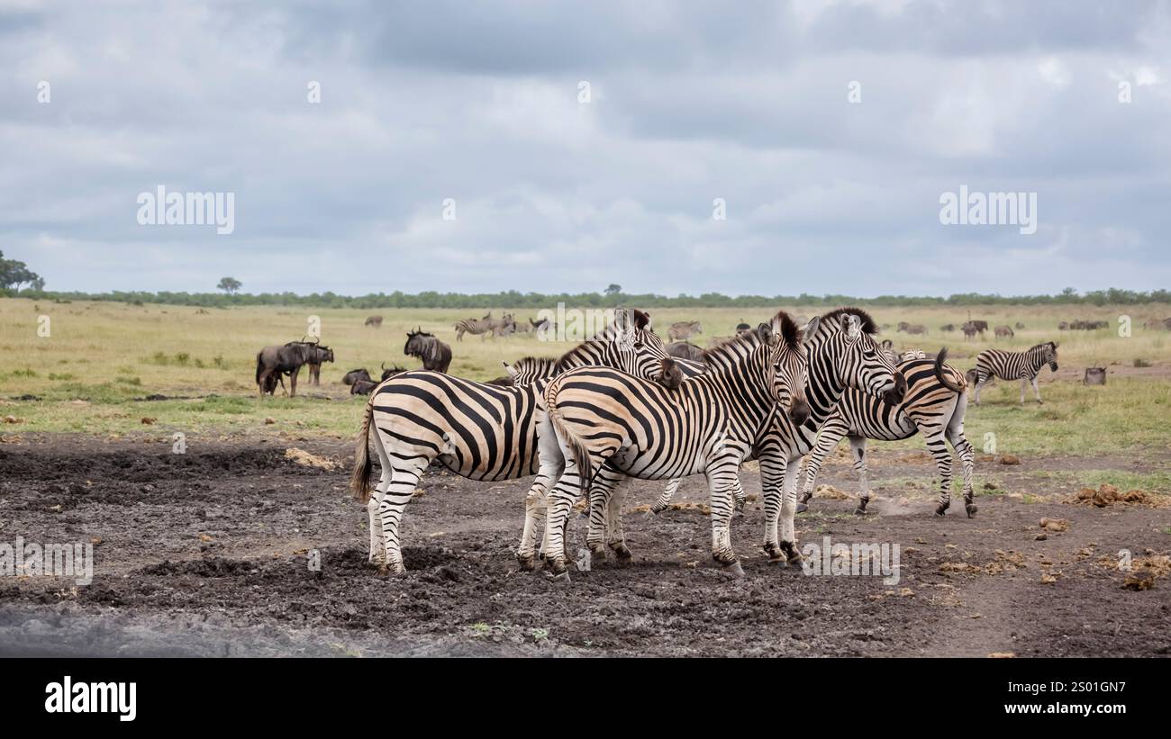 Small group of Plains zebras in lowland in Kruger National park, South ...