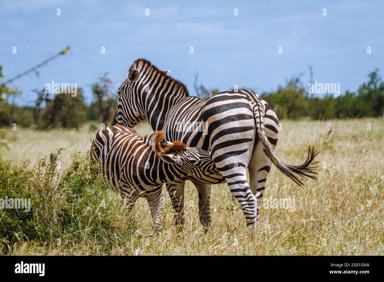 Plains zebra calf suckling mother in Kruger National park, South Africa ; Specie Equus quagga ...