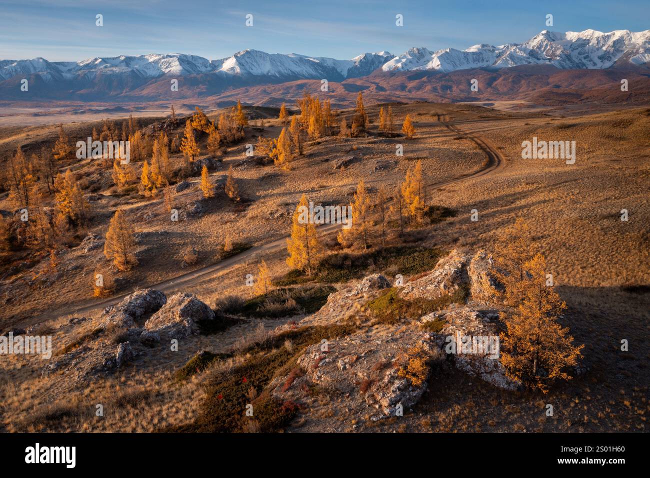 Aerial view showcasing golden autumn trees scattered across rolling ...