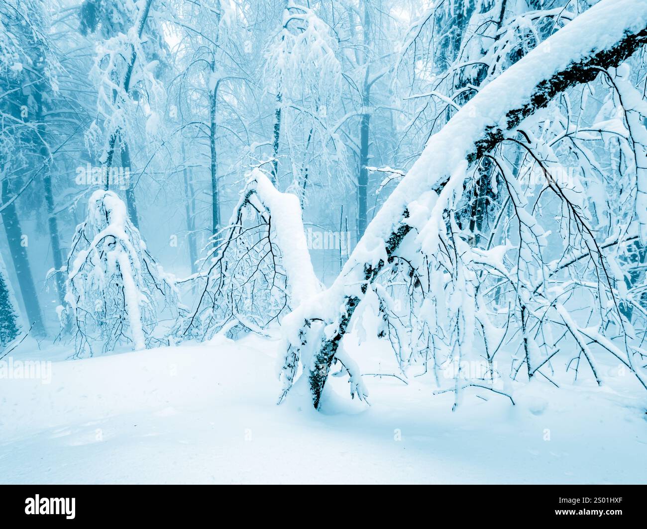 Snow in forest Stock Photo - Alamy