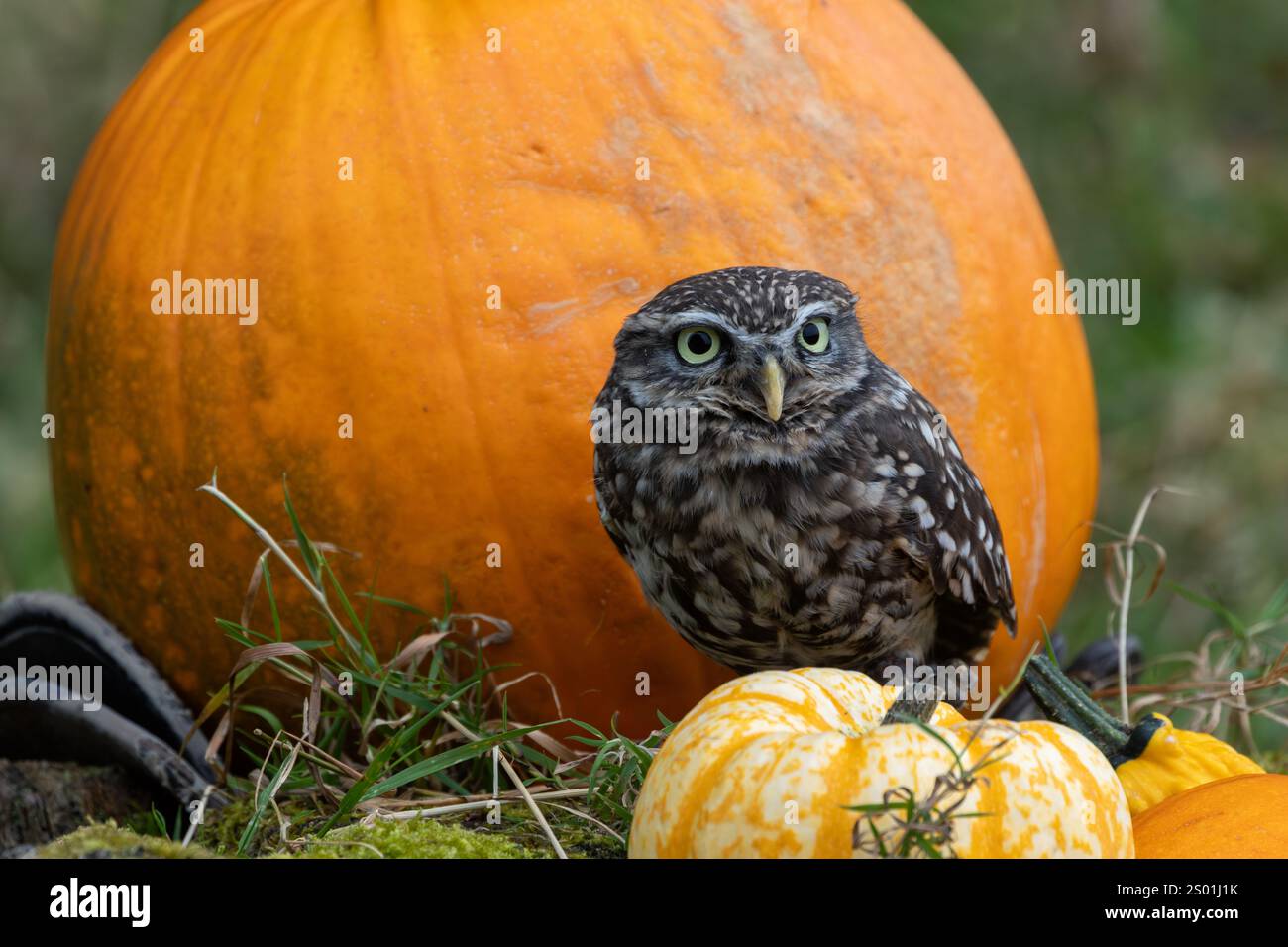 The little night owl (Athene noctua) feeds on insects, small mammals ...