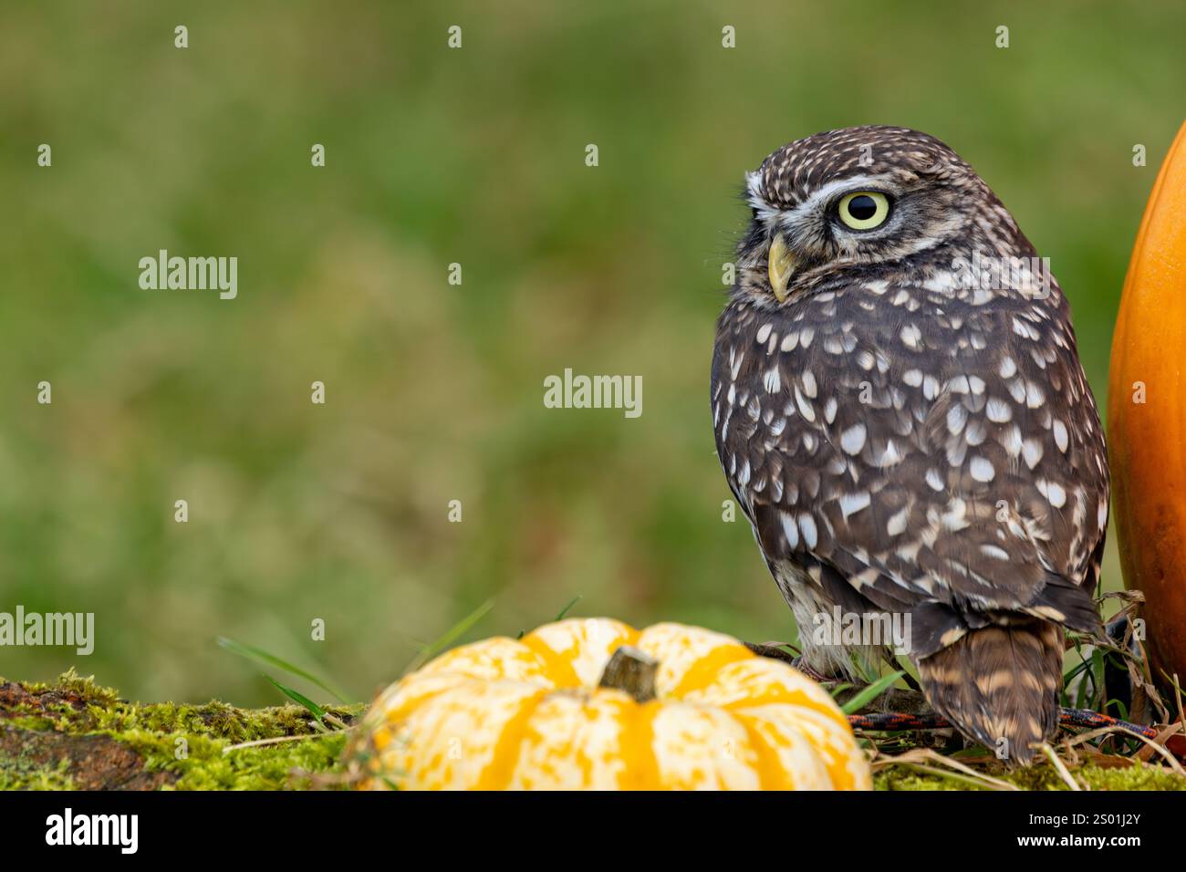 The little night owl (Athene noctua) feeds on insects, small mammals ...