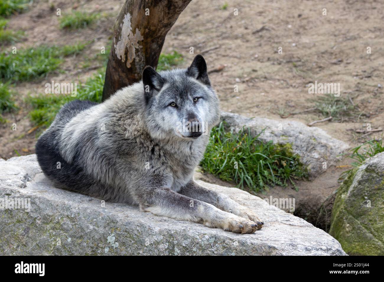 The grey wolf (Canis lupus) preys on ungulates, small animals, and ...