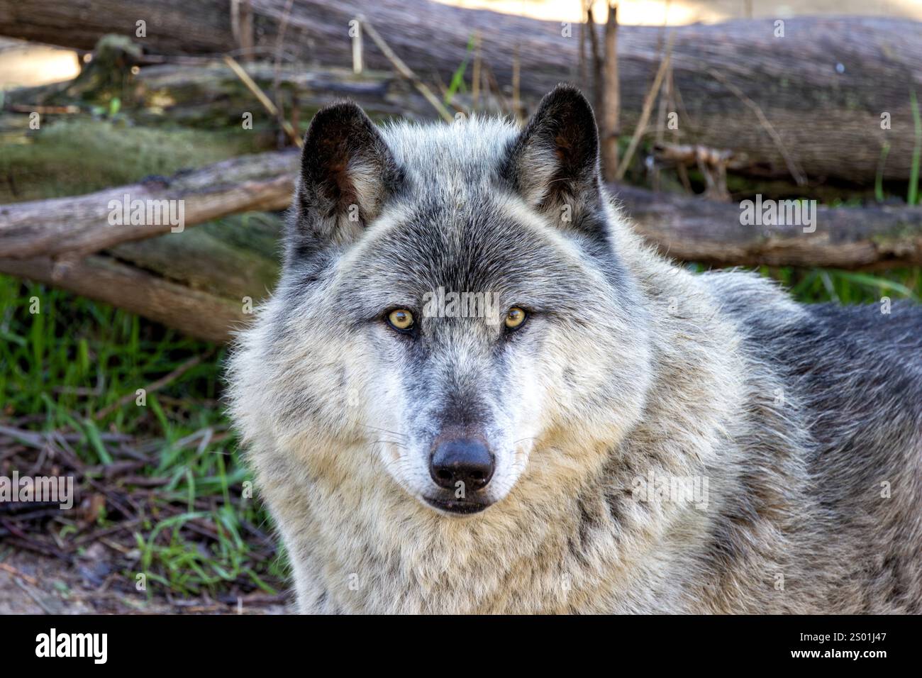 The grey wolf (Canis lupus) preys on ungulates, small animals, and ...