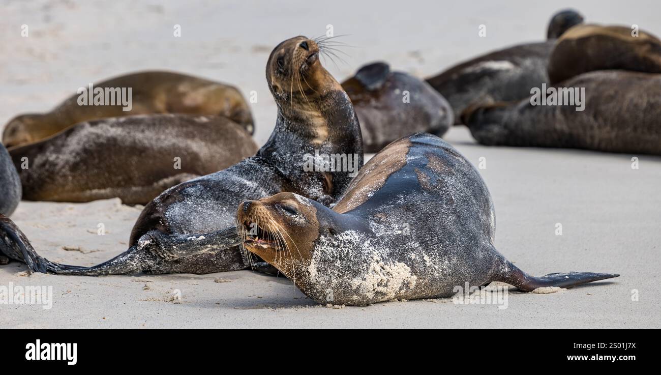 Galapagos sea lions (Zalophus wollebaeki) lying on sandy beach ...