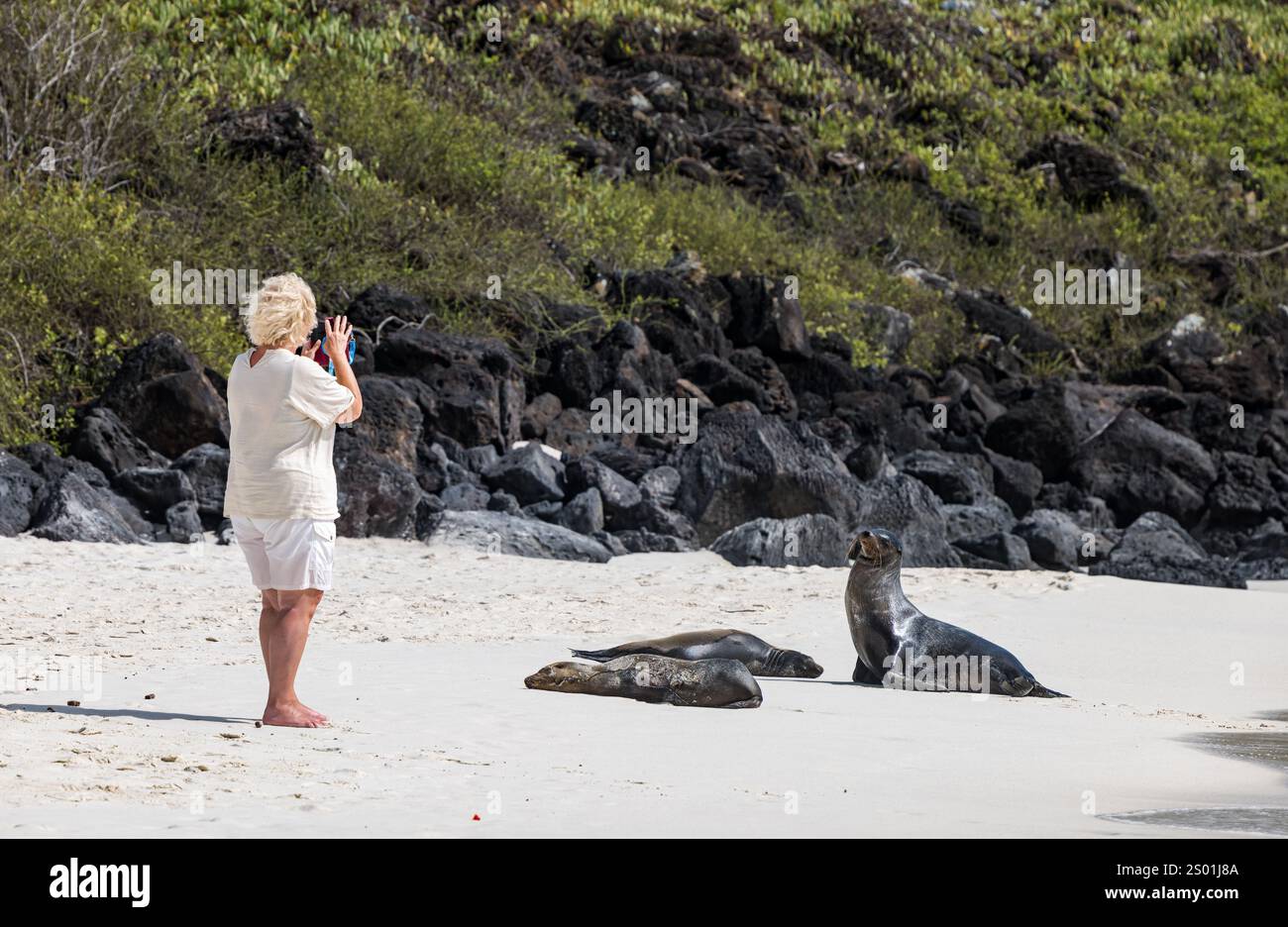 Woman tourist taking photo of Galapagos sea lions (Zalophus wollebaeki ...