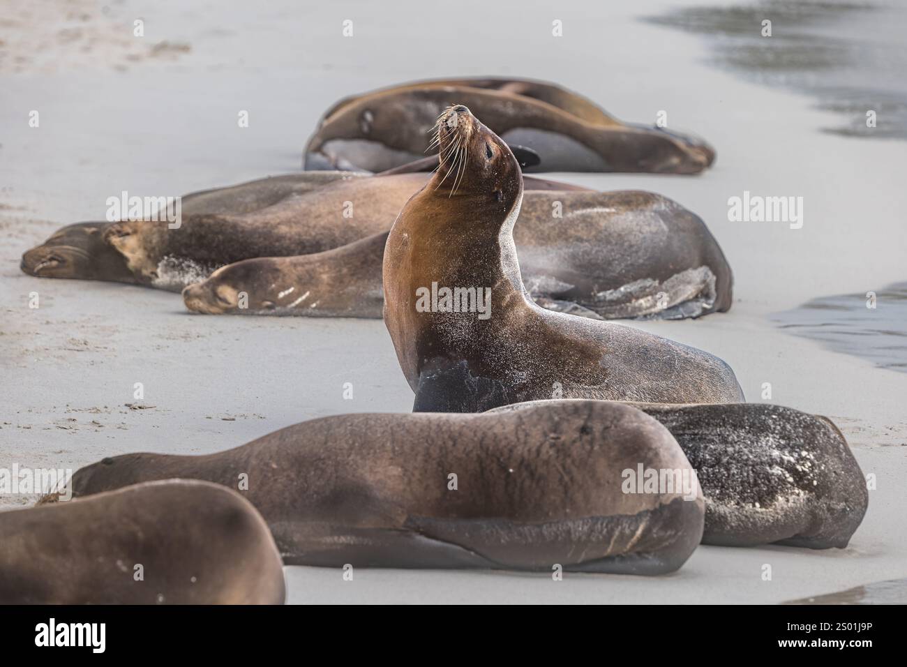 Galapagos sea lions (Zalophus wollebaeki) lying on sandy beach ...