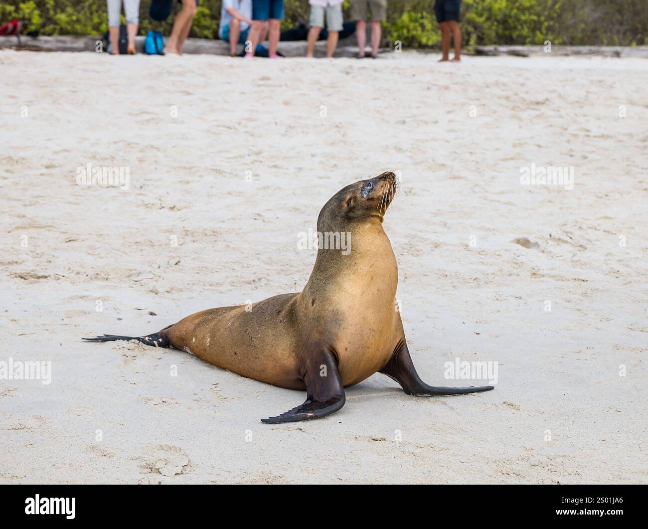 Galapagos sea lion (Zalophus wollebaeki) on sandy beach with tourists ...