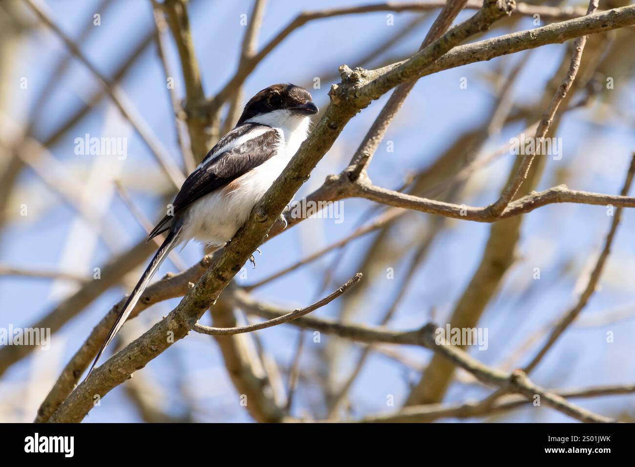 Closeup of black and white Taita Fiscal oir Teita Fiscal (Lanius ...