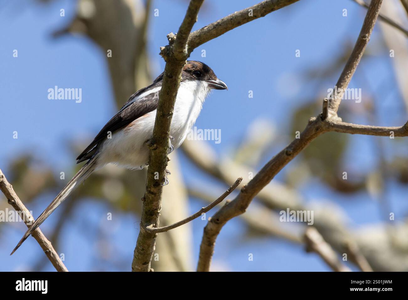Closeup of black and white Taita Fiscal oir Teita Fiscal (Lanius ...