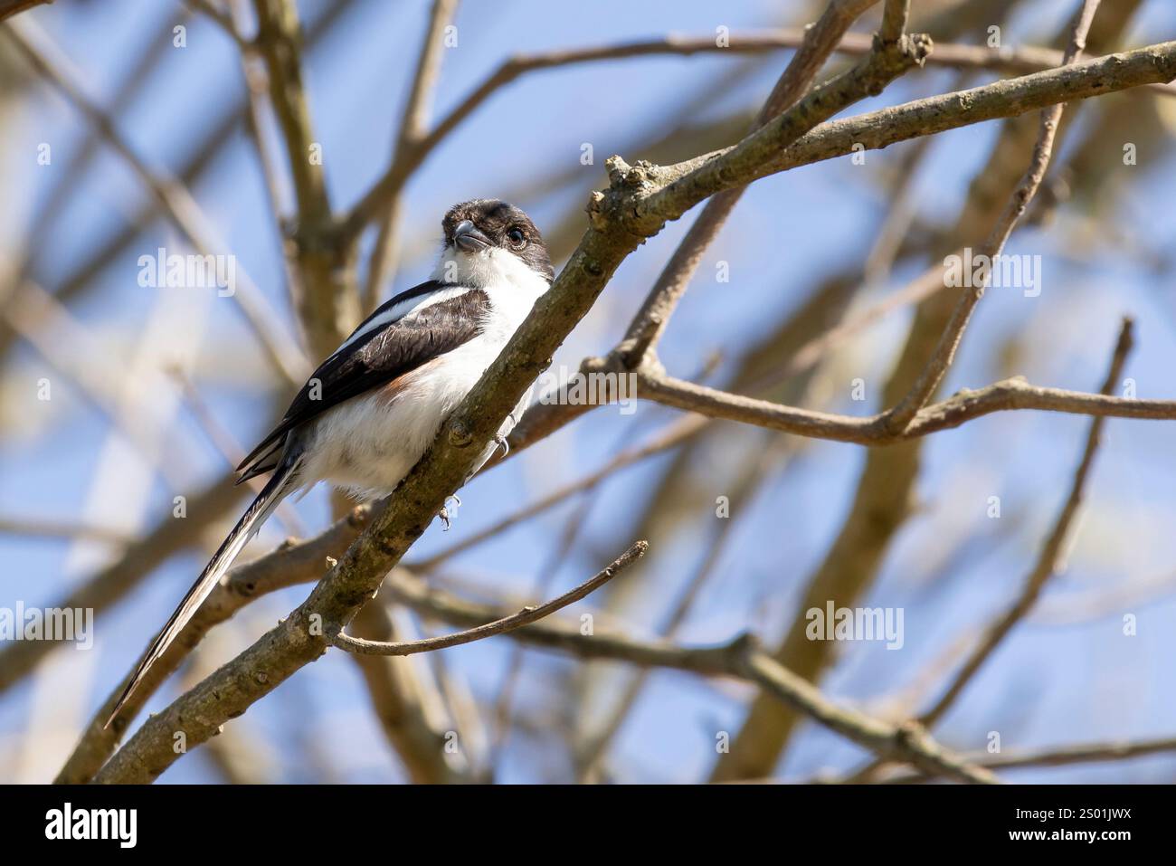 Closeup of black and white Taita Fiscal oir Teita Fiscal (Lanius ...
