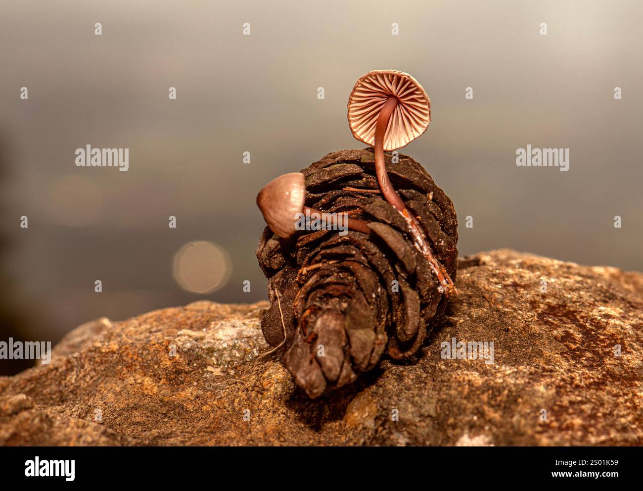 Fungus that grows inside pine cones that fall to the ground after rain ...