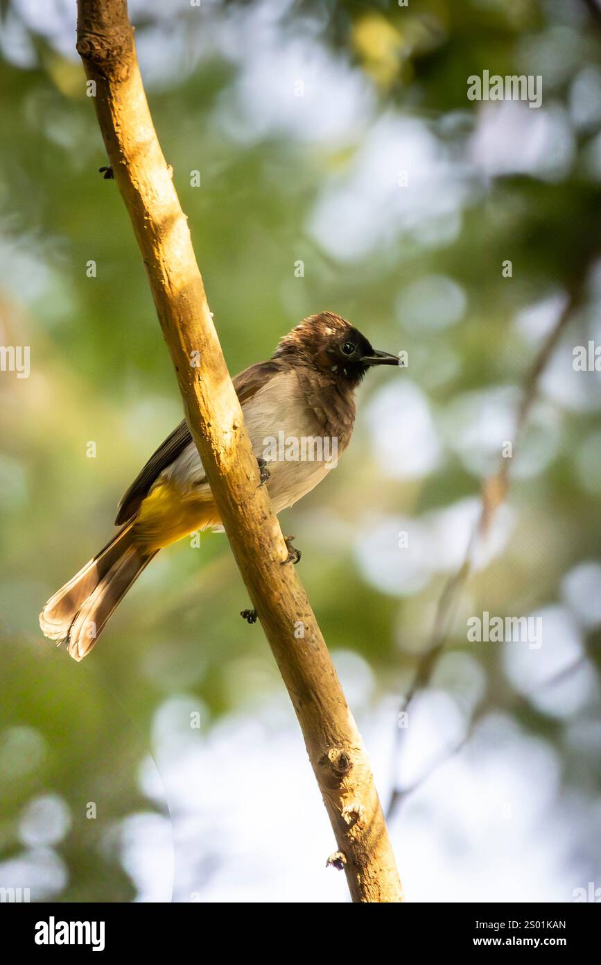 A single yellow-vented bulbul or Eastern yellow-vented bulbul ...